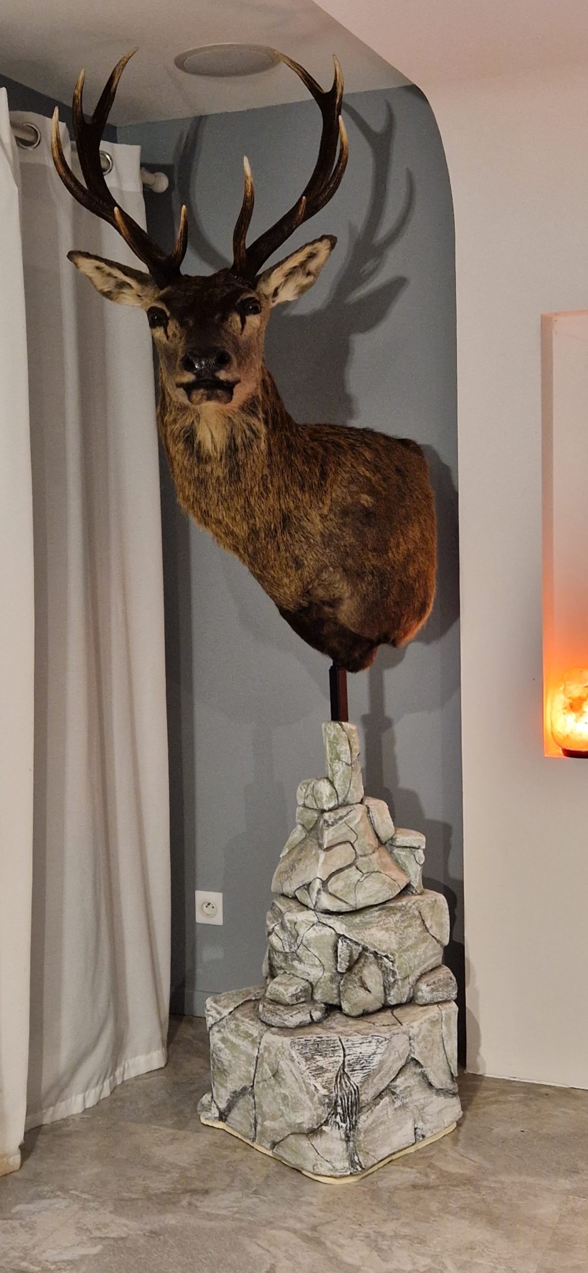 MAMMIFÈRES EUROPÉENS - Cyril Guillin Taxidermiste