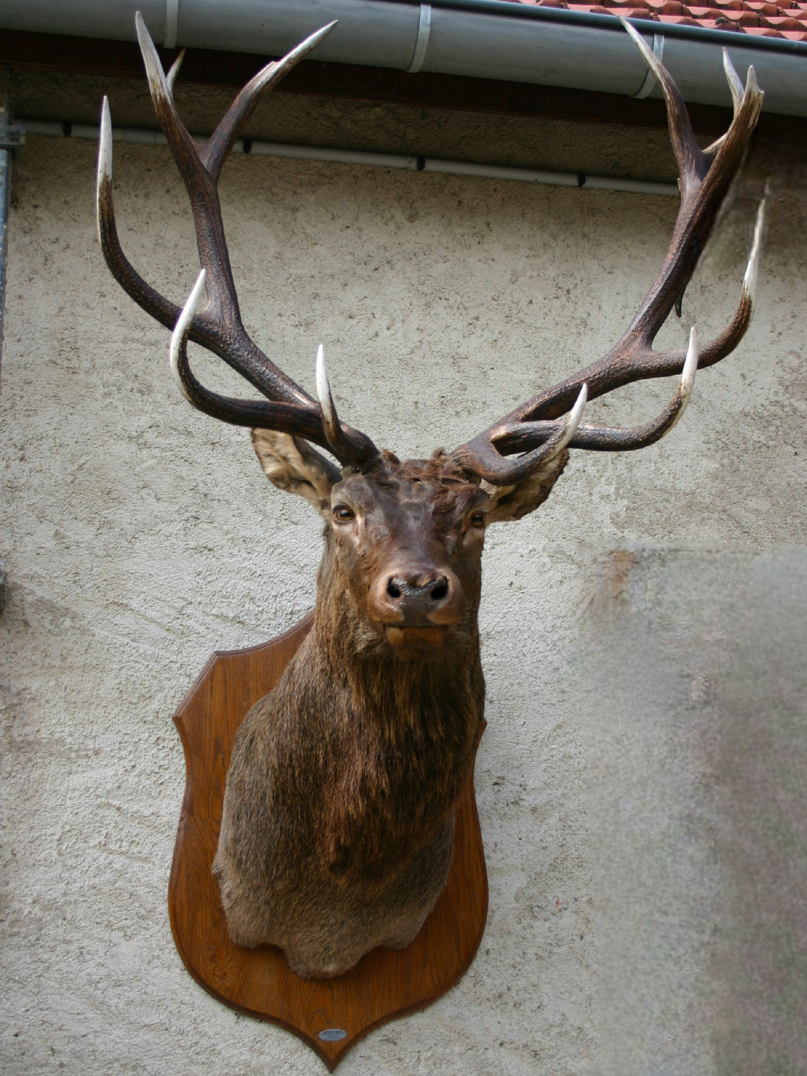 MAMMIFÈRES EUROPÉENS - Cyril Guillin Taxidermiste